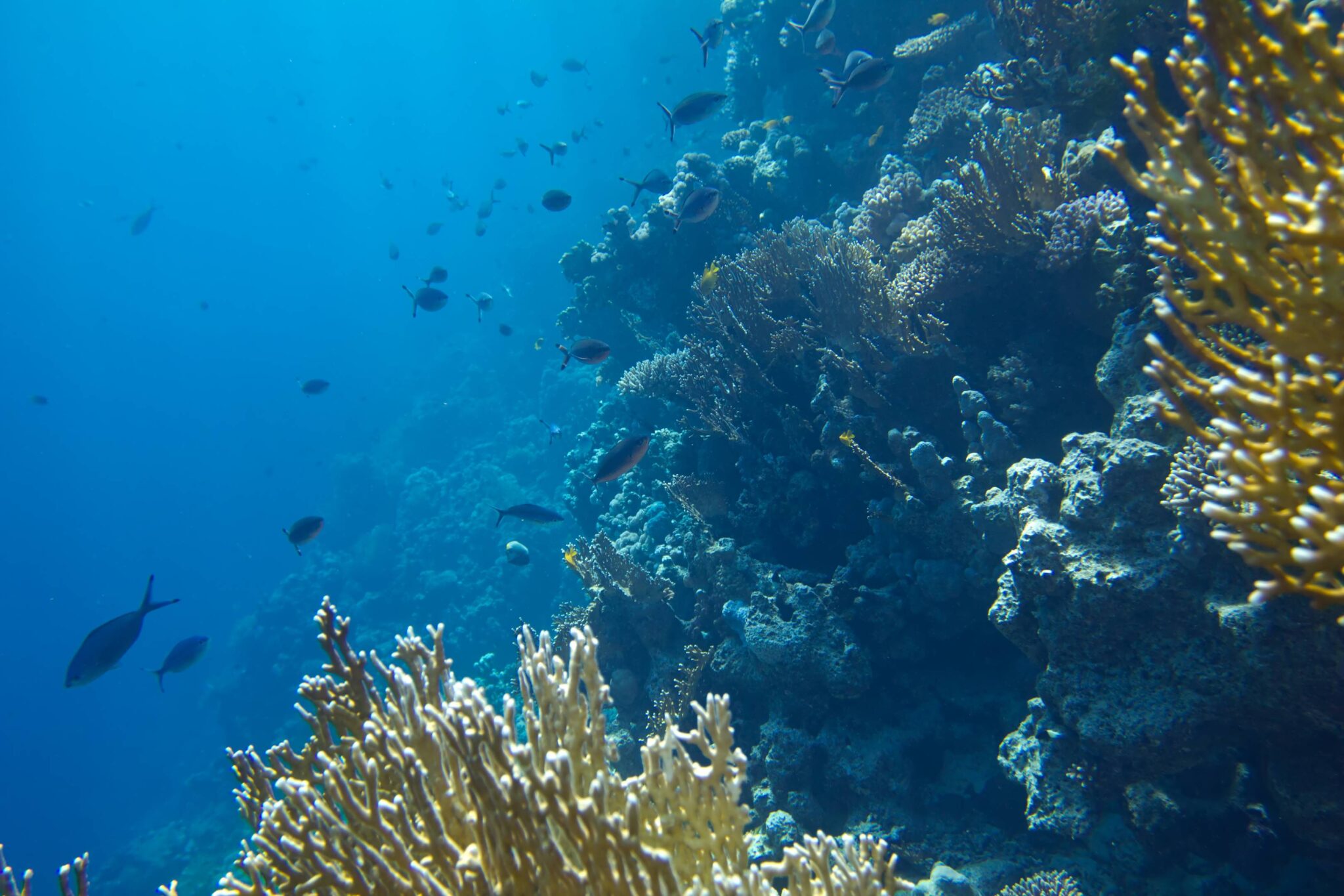 About Us – Environmental Horizon
